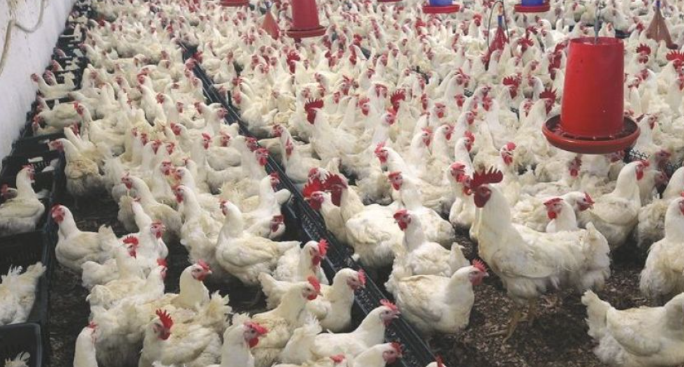 Aviculture en Algérie - AgriAlgerie.net