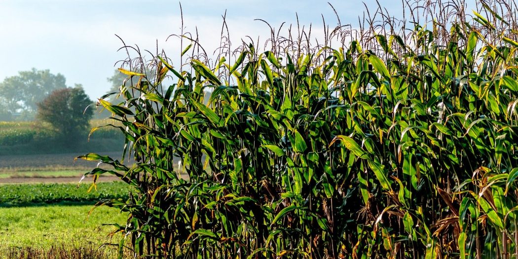Oran : 1e expérience de production de grains de maïs à la ferme ...