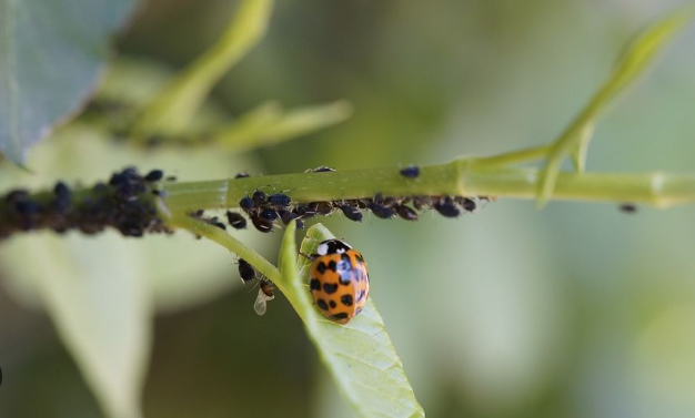 Gestion intégrée des ravageurs, les basiques – AgriAlgerie.com